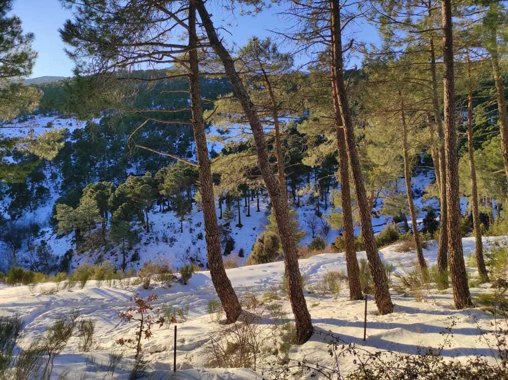 El Pinar de Zarzalejo de Zarzalejo - Visita Zarzalejo